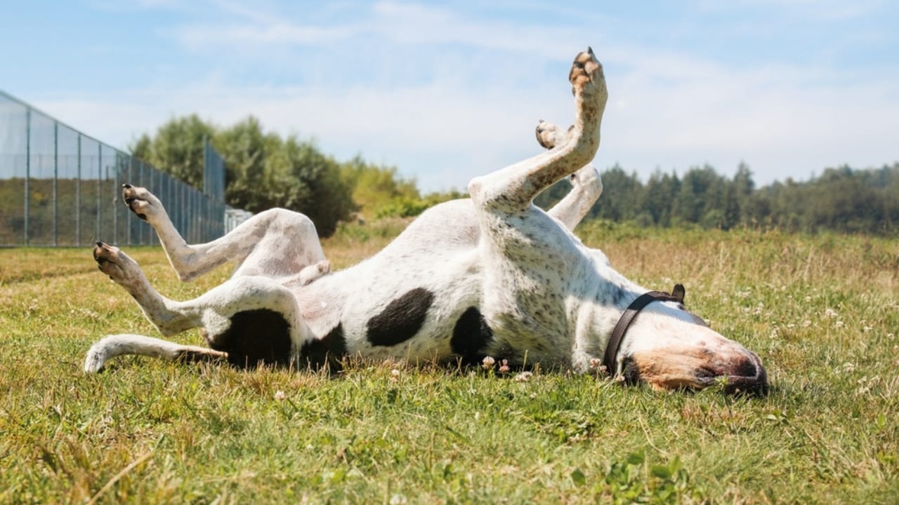 9 Common Health Problems Bluetick Coonhounds Face & How to Spot Them
