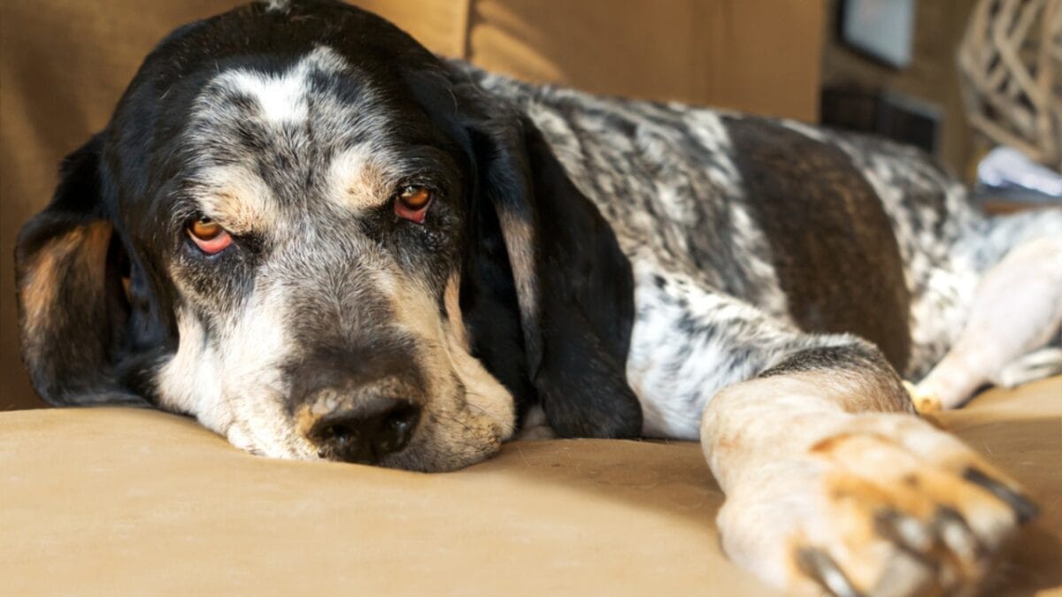 9 Common Health Problems Bluetick Coonhounds Face & How to Spot Them