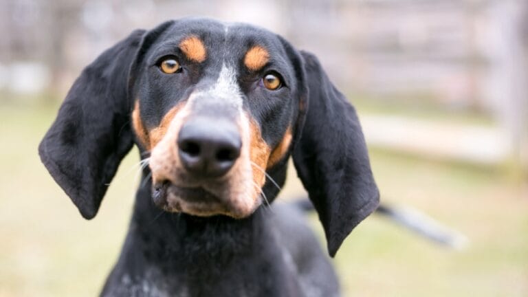 9 Common Health Problems Bluetick Coonhounds Face & How to Spot Them