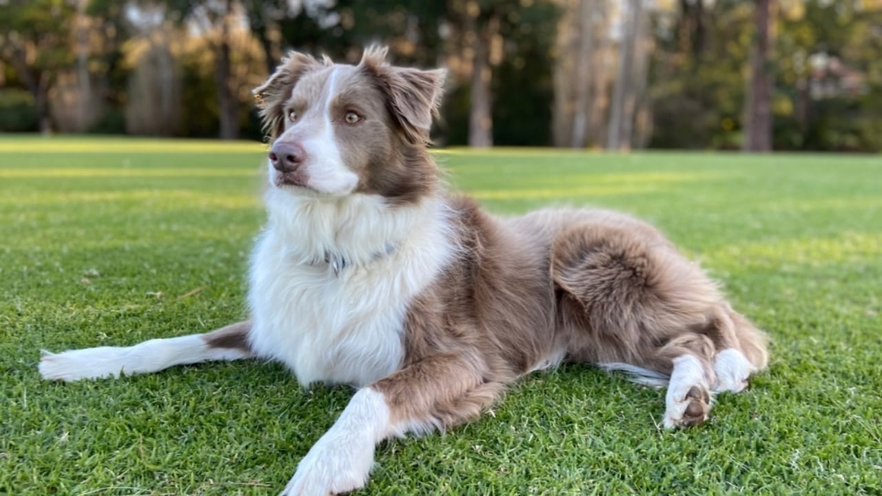 For Brainy Dog Lovers: 25 Highly Intelligent Breeds to Consider