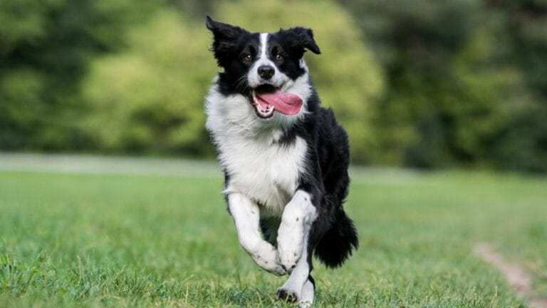 10 Best Farm Dog Breeds: From Herding to Guarding