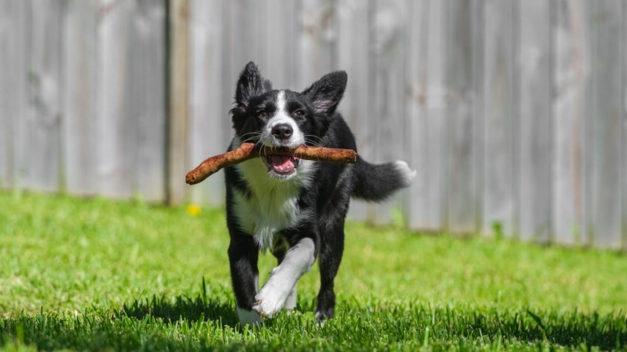 A Border Collie Learned Over 1,000 Names & 10 Other Impressive Breed Facts
