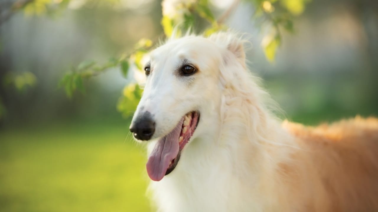 10 Little-Known Quirks of Borzoi Dogs