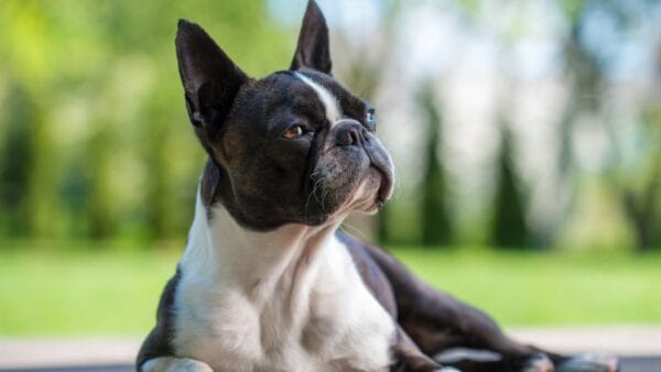 12 Dog Facial Expressions & What They Really Mean