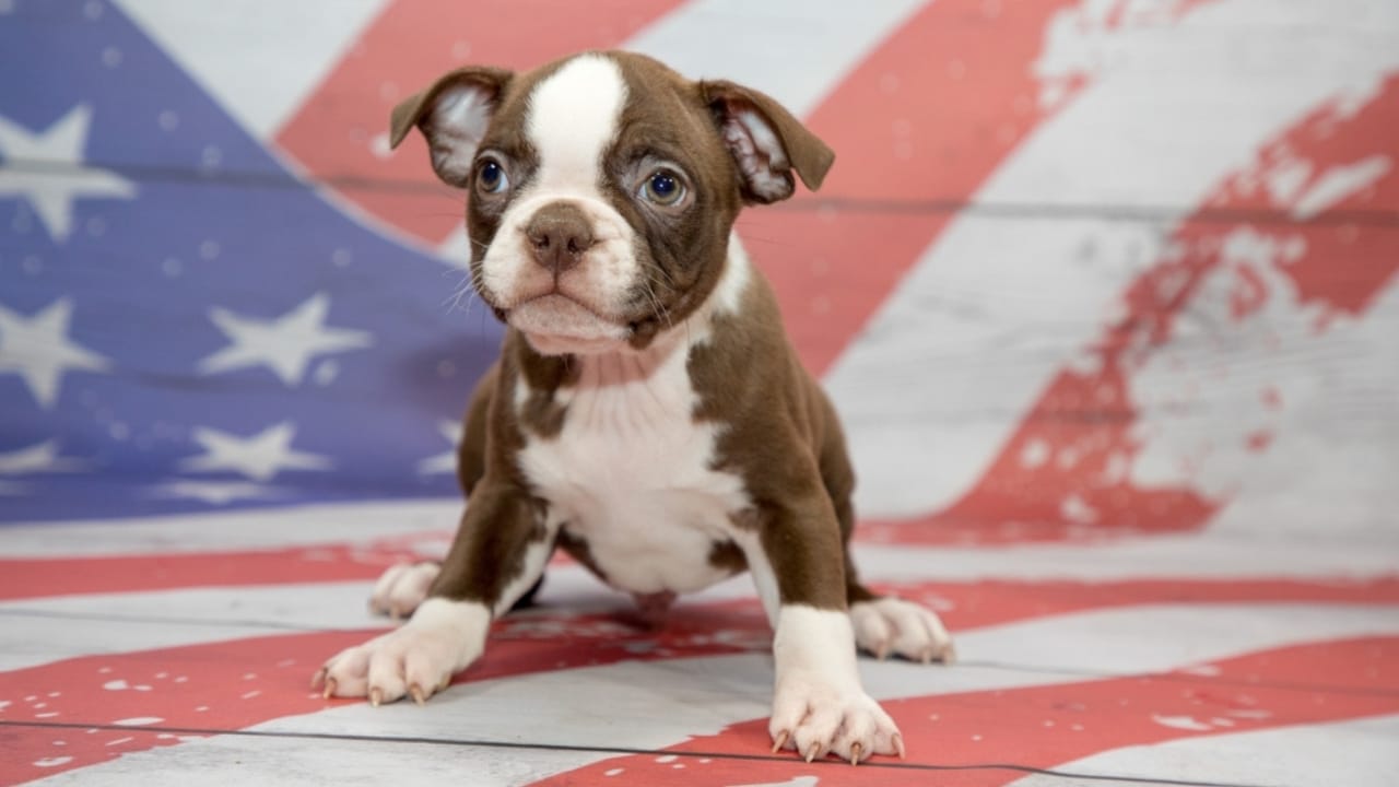 The Legacy of WWI Sgt. Stubby: 10 Educational Facts About Boston Terriers