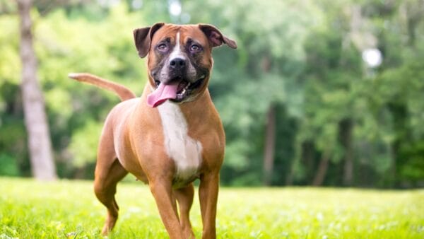 15 Happy-Go-Lucky Dog Breeds That Will Brighten Your Day