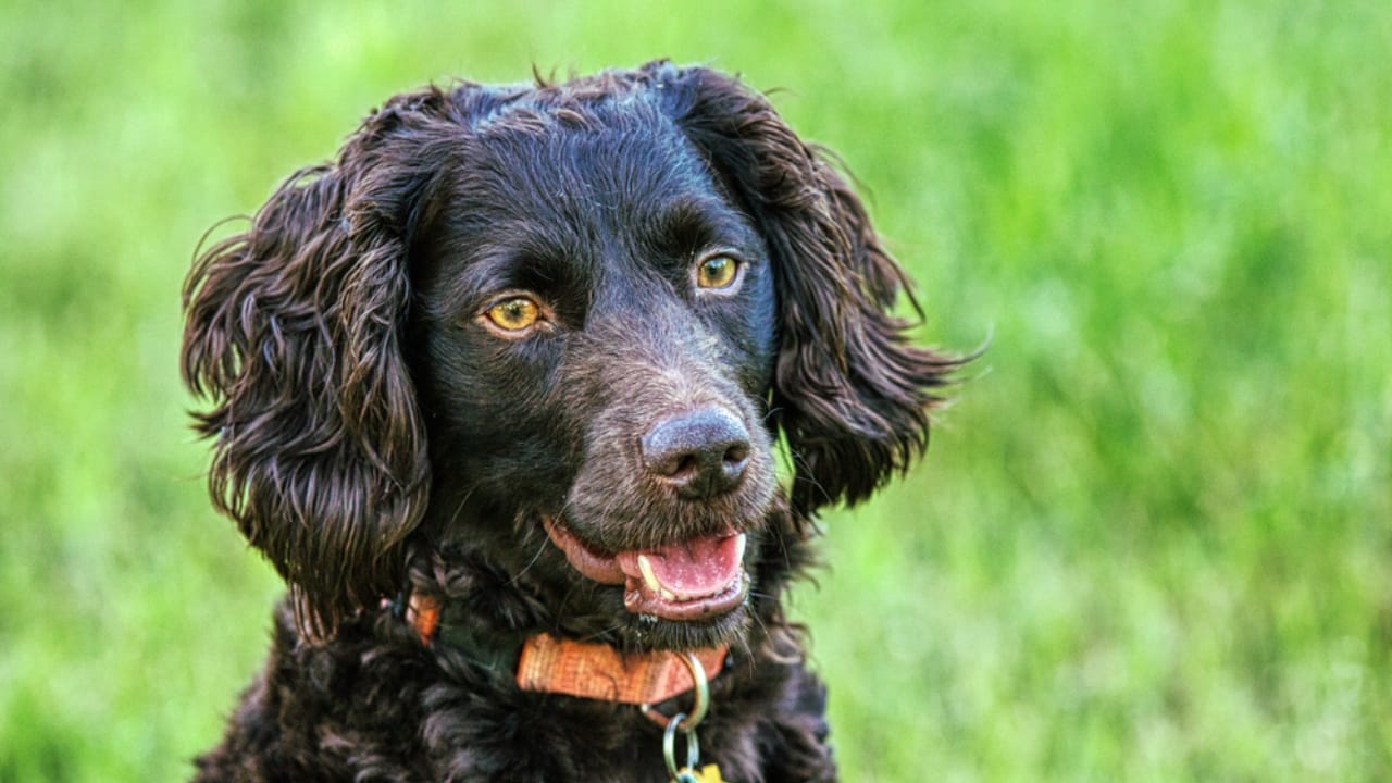 15 Best Bird Dog Breeds for the Avid Hunter