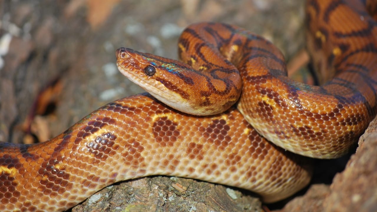 20 of the Most Colorful Snakes You'll Ever See