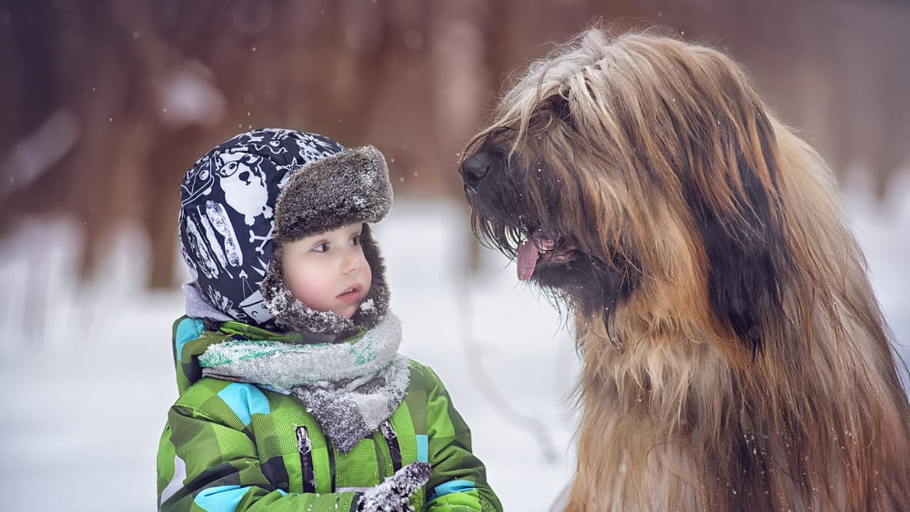 The French Army's Briard Dog: 10 Reasons to Love This Shaggy Herding ...