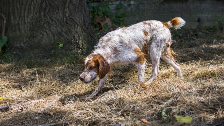 15 Best Bird Dog Breeds for the Avid Hunter