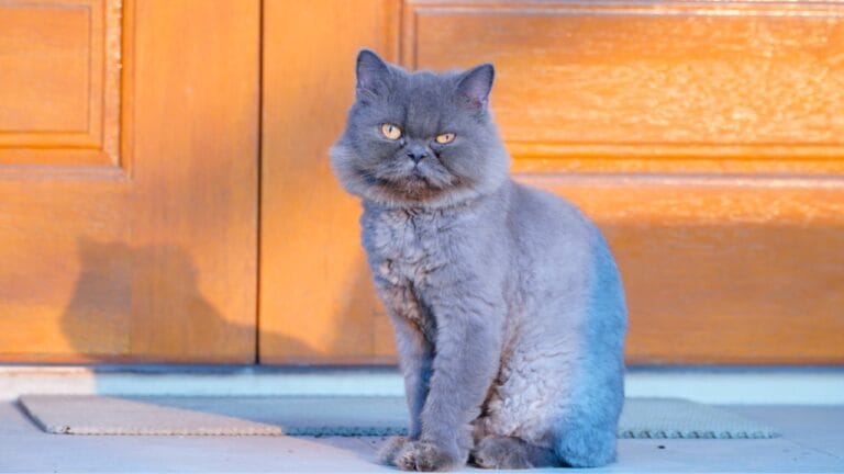 10 Stunning Gray Cat Breeds That Make Perfect Pets