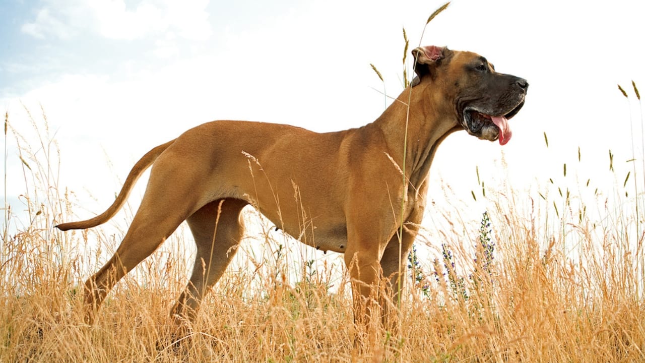 10 Things About Great Danes That Set Them Apart