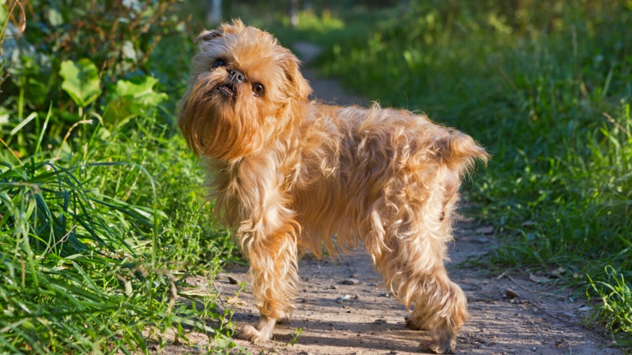 10 Little-Known Facts About Brussels Griffon Dogs