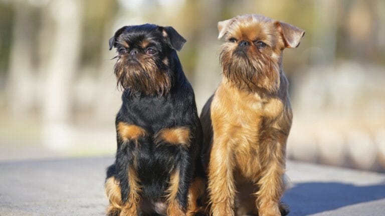 10 Little-Known Facts About Brussels Griffon Dogs