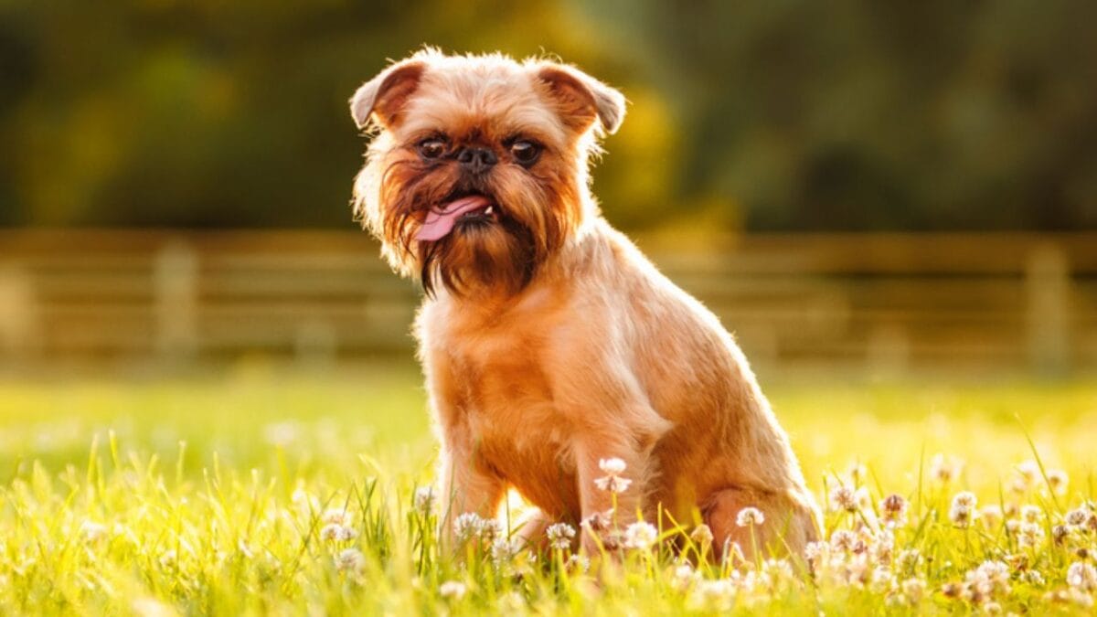 10 Little-Known Facts About Brussels Griffon Dogs