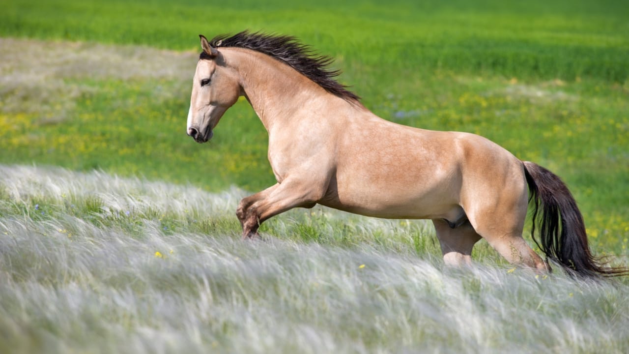 A Closer Look at Horse Colors: From Uncommon Shades to Everyday Favorites