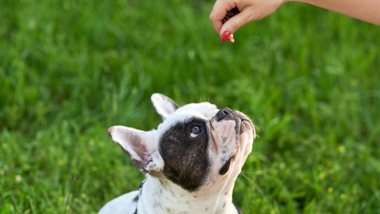 10 Need-to-Know Tips for First-Time Bulldog Owners