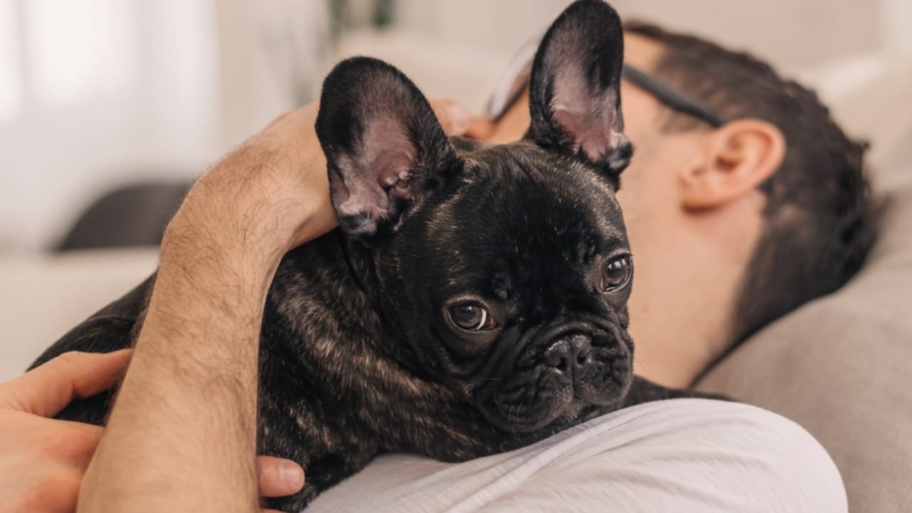 10 Lazy Dog Breeds Ideal for Laid-Back Owners