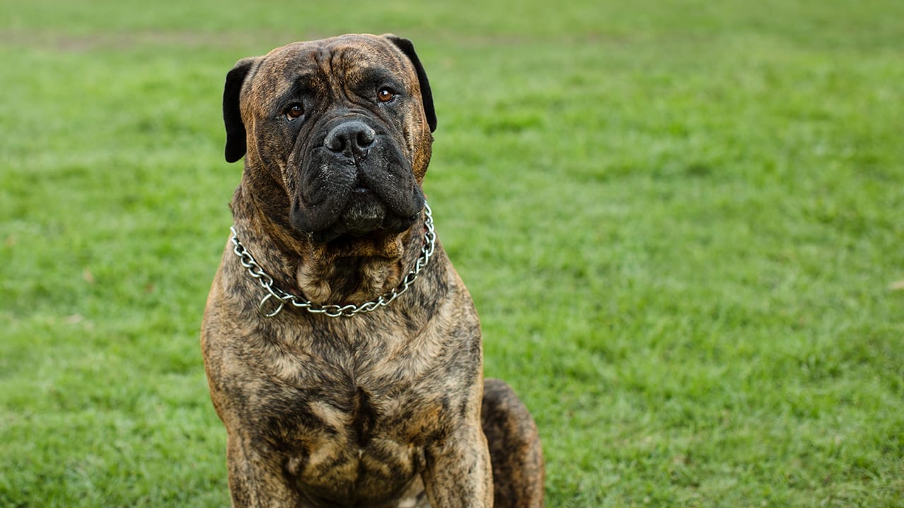 Top 10 World's Strongest Dog Breeds