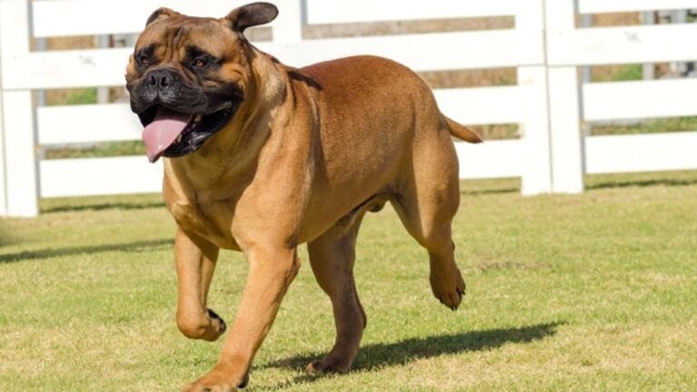 10 Little-known Facts About Bullmastiffs That Make Them Special
