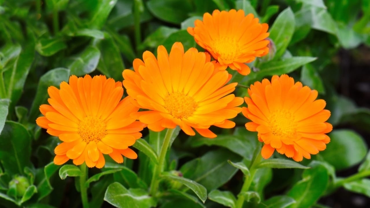 15 of the Best Cut & Come Again Flowers for Continuous Blooms