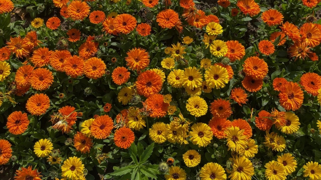 22 Self-Seeding Plants That Do All the Work for You