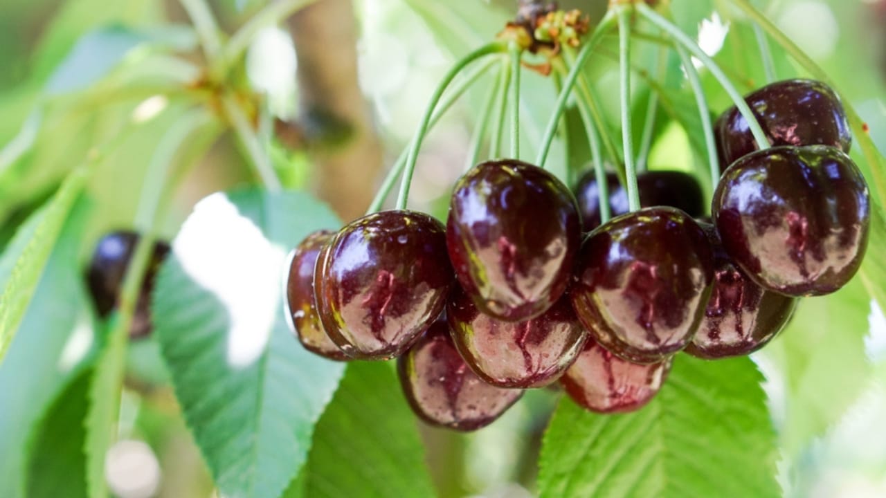 The Top 10 Cherry-Producing States in the U.S.