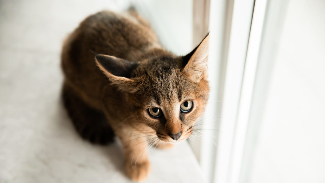10 Cat Breeds That Look Like Wild Animals