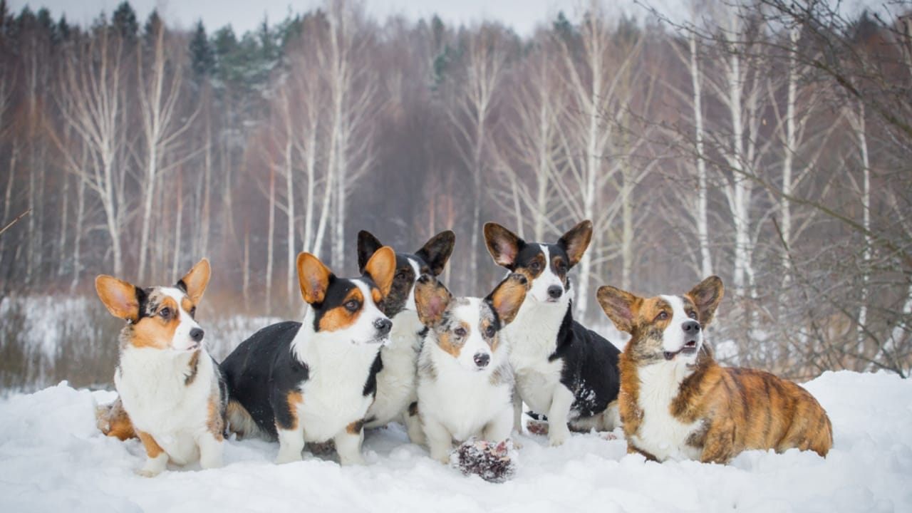 10 Facts About Cardigan Welsh Corgis You Probably Didn't Know