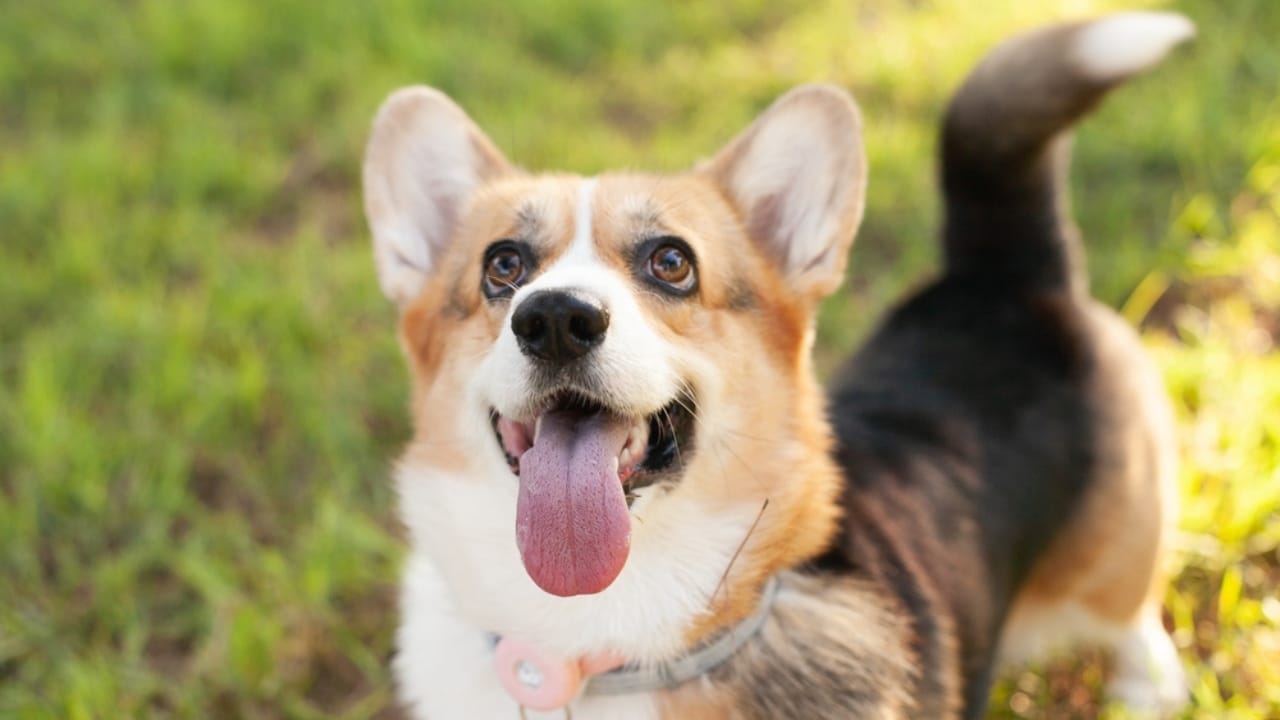 10 Facts About Cardigan Welsh Corgis You Probably Didn't Know