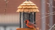 Cardinals Carry Powerful Messages—Here Are 15 to Know