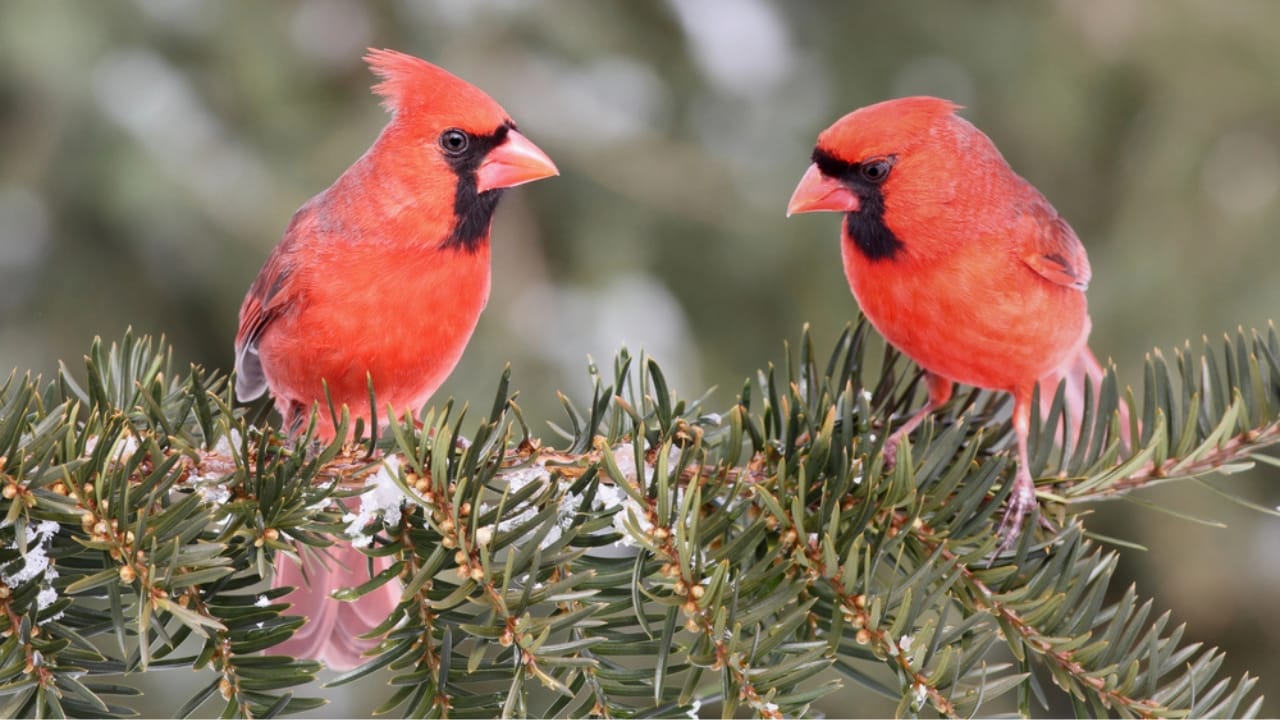 7 Reasons Cardinals Are Icons of Christmas Cheer