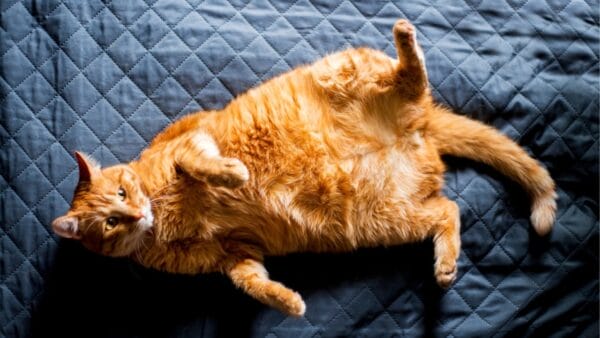 13 Cat Sleeping Positions & What They Mean