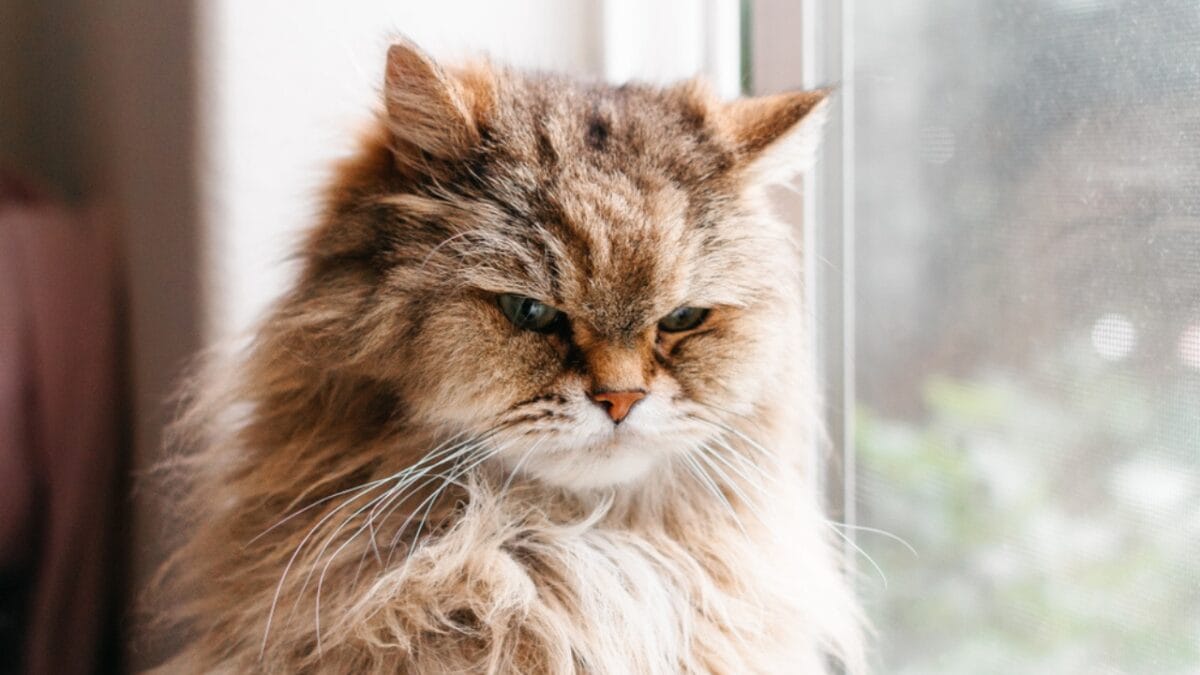 10 Signs Your Cat Might Be Holding a Grudge Against You