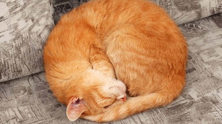 13 Cat Sleeping Positions & What They Mean
