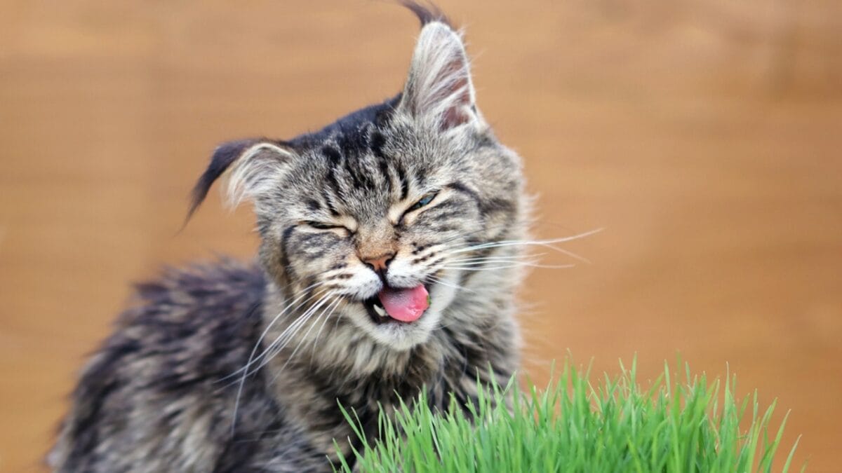 11 Smells That Cats Absolutely Hate