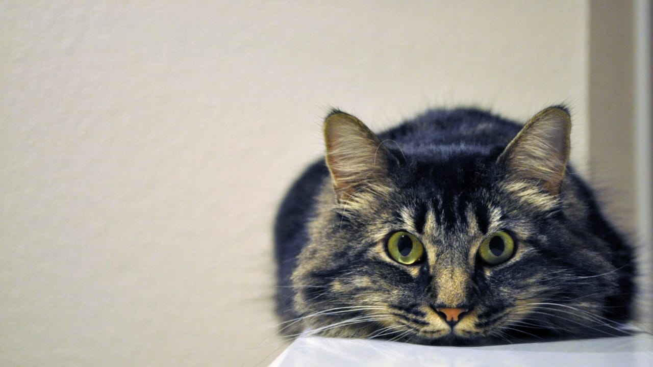 13 Cat Sleeping Positions & What They Mean