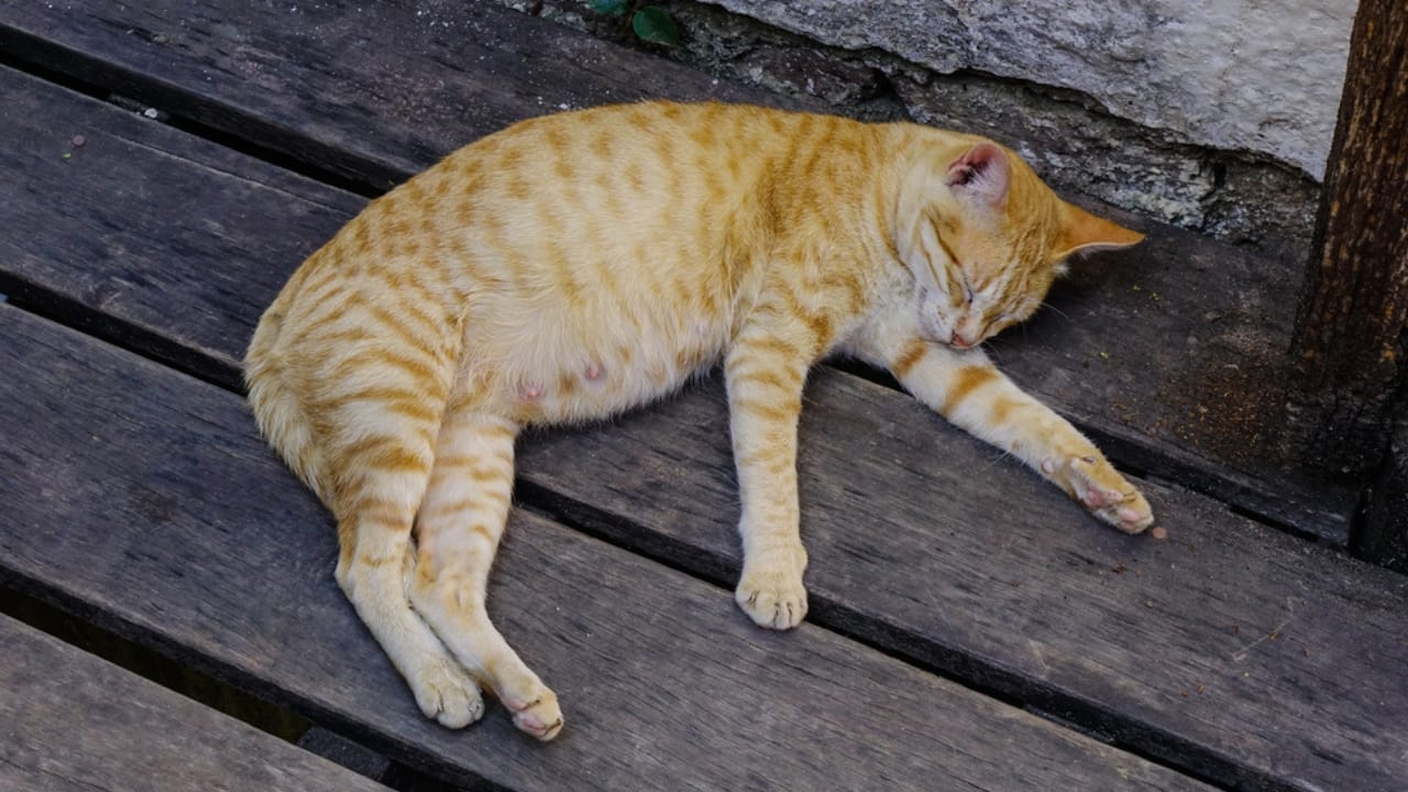 13 Cat Sleeping Positions & What They Mean