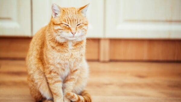 13 Cat Sleeping Positions & What They Mean