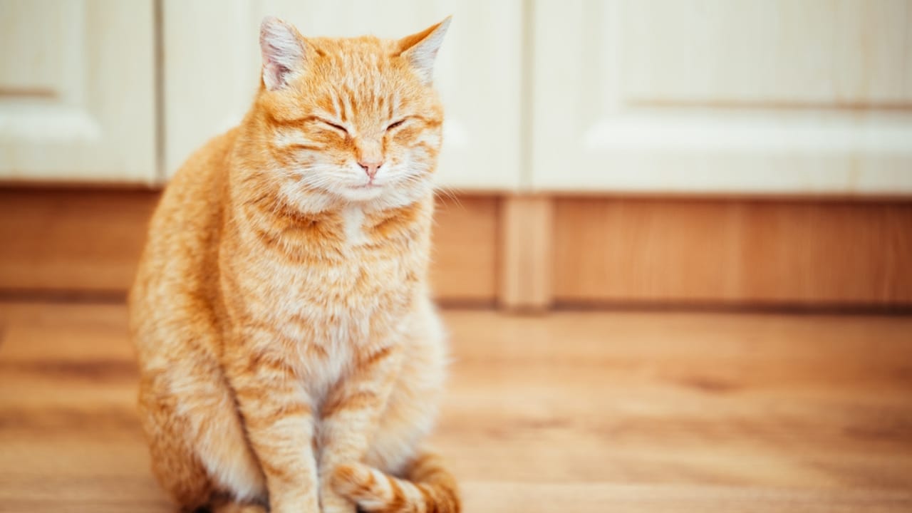 Kitty Calisthenics: 11 Meanings Behind Your Cat's Signature Stretch