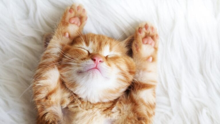 25 Ways to Help Your Cat Feel Calm, Safe, & Relaxed at Home