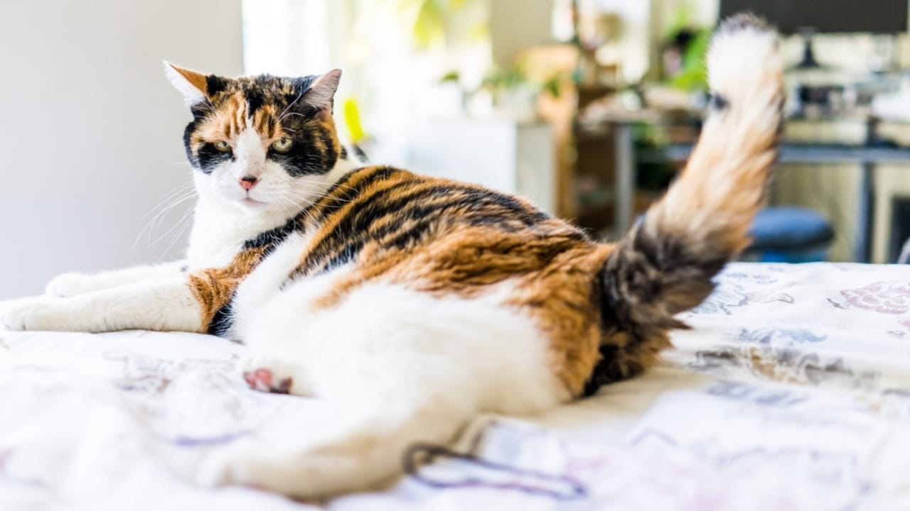 10 Purr-fect Ways to Pet a Cat So They Love You