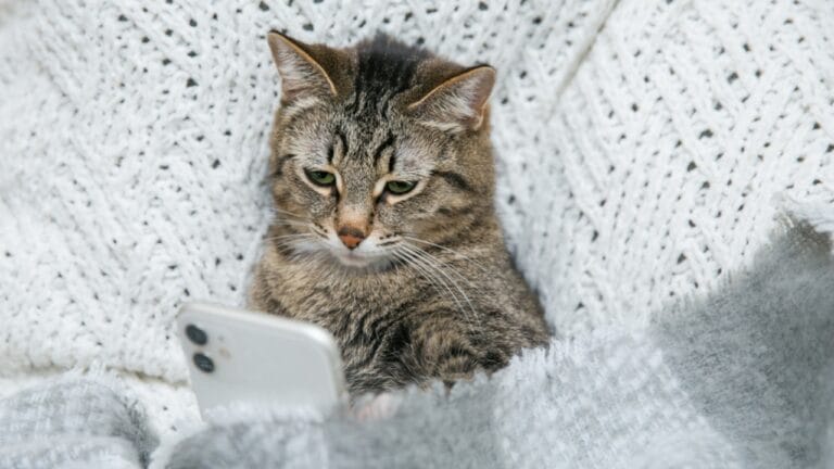 Do Cats Listen to Us? 6 Little-Known Facts on How They Hear & Listen