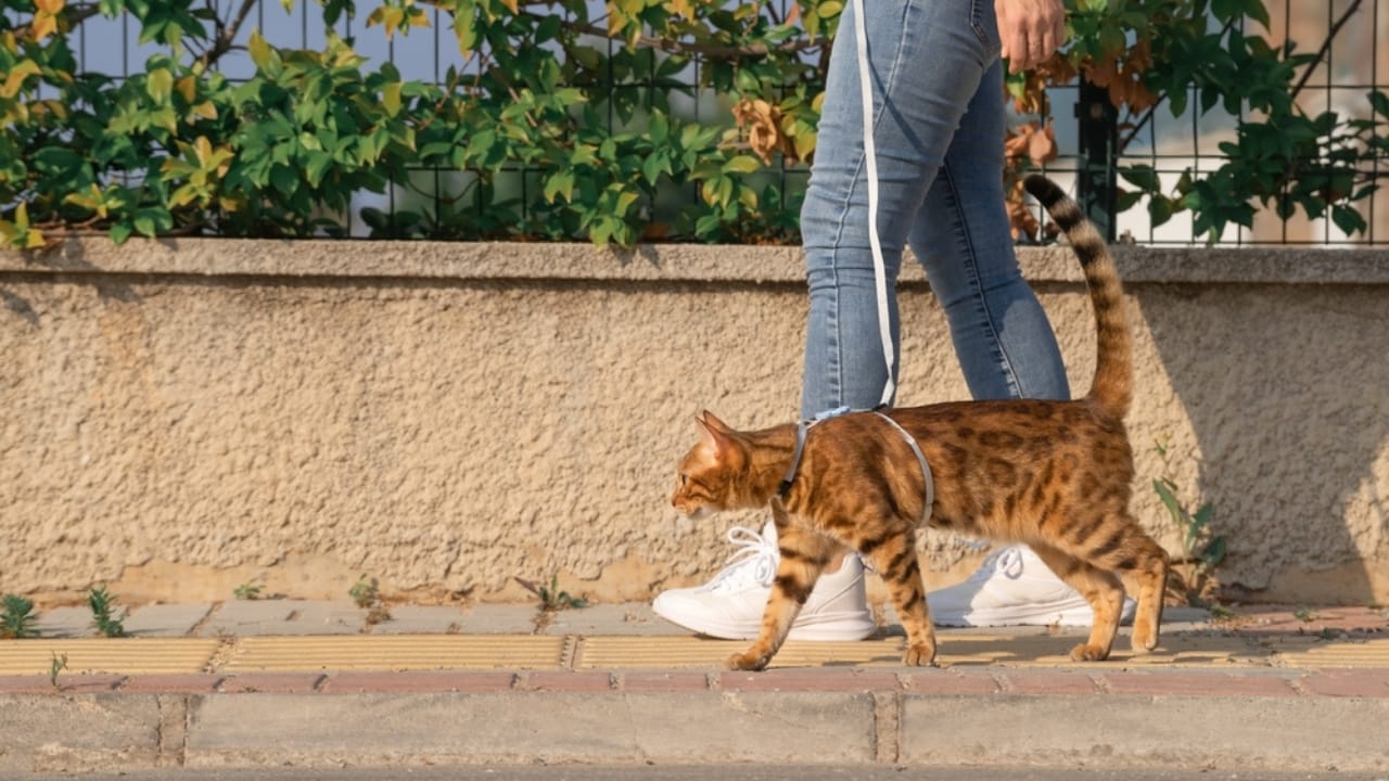 18 Tips to Turn Your Playful Kitten into a Well-Behaved Cat