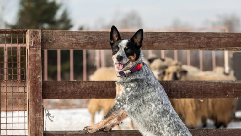 10 Little-Known Things About Australian Cattle Dogs