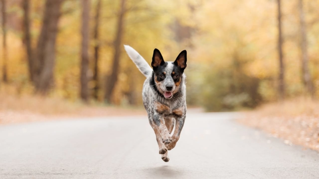 10 Little-Known Things About Australian Cattle Dogs