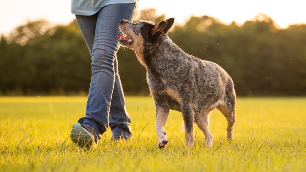 10 Little-Known Things About Australian Cattle Dogs