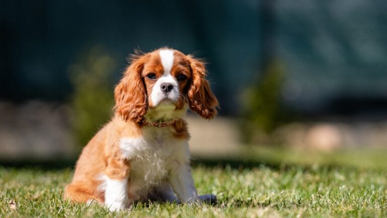 15 Happy-Go-Lucky Dog Breeds That Will Brighten Your Day