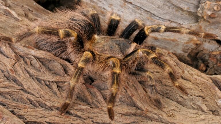 12 Colossal Spiders that Actually Exist in Real Life