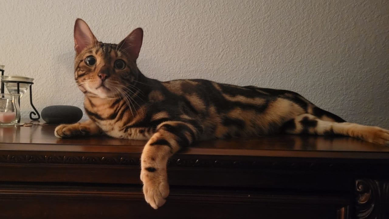10 Cat Breeds That Look Like Wild Animals
